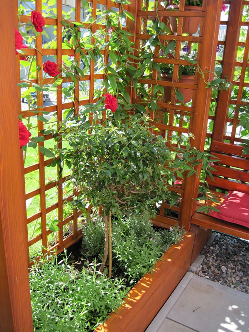 Popínavé rostliny na pergoly