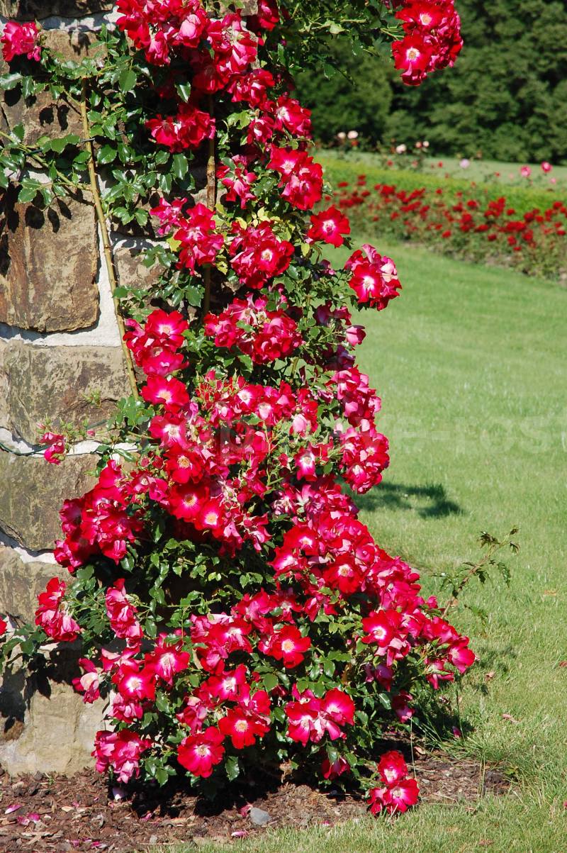 Kvetoucí popínavé rostliny
