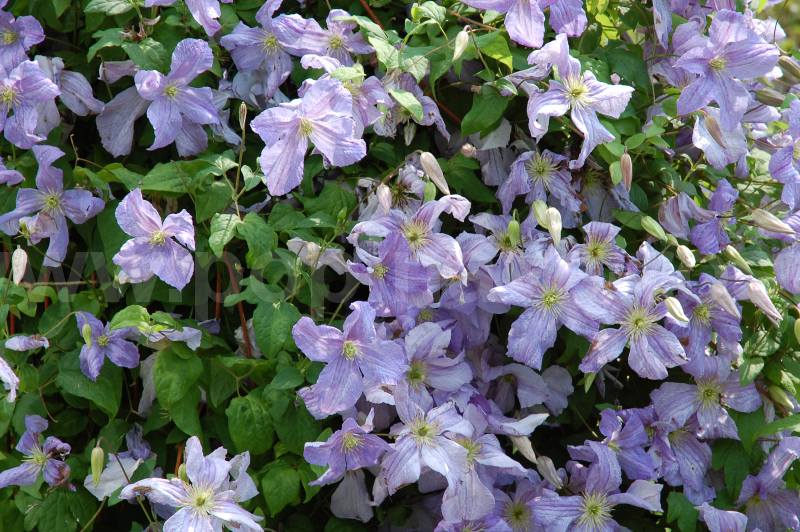 Kvetoucí popínavé rostliny